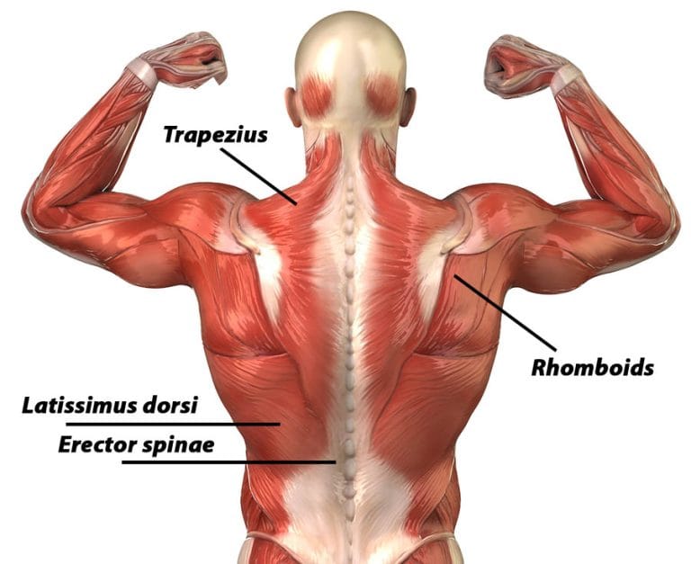 12 Beste Rug Oefeningen voor Sterke en Brede Rugspieren